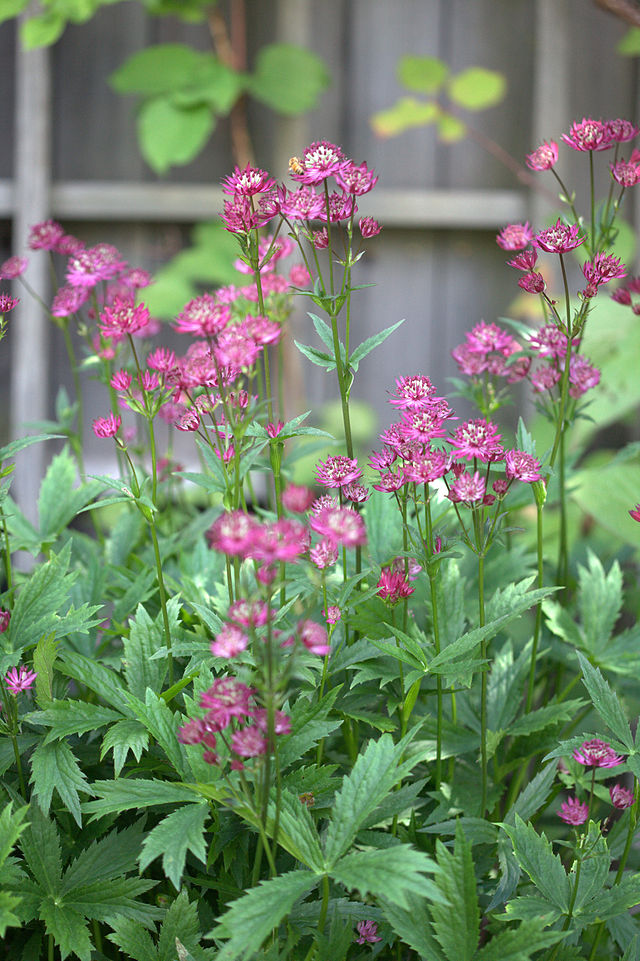 Masterwort 'Ruby Wedding' – Greenland Garden Centre