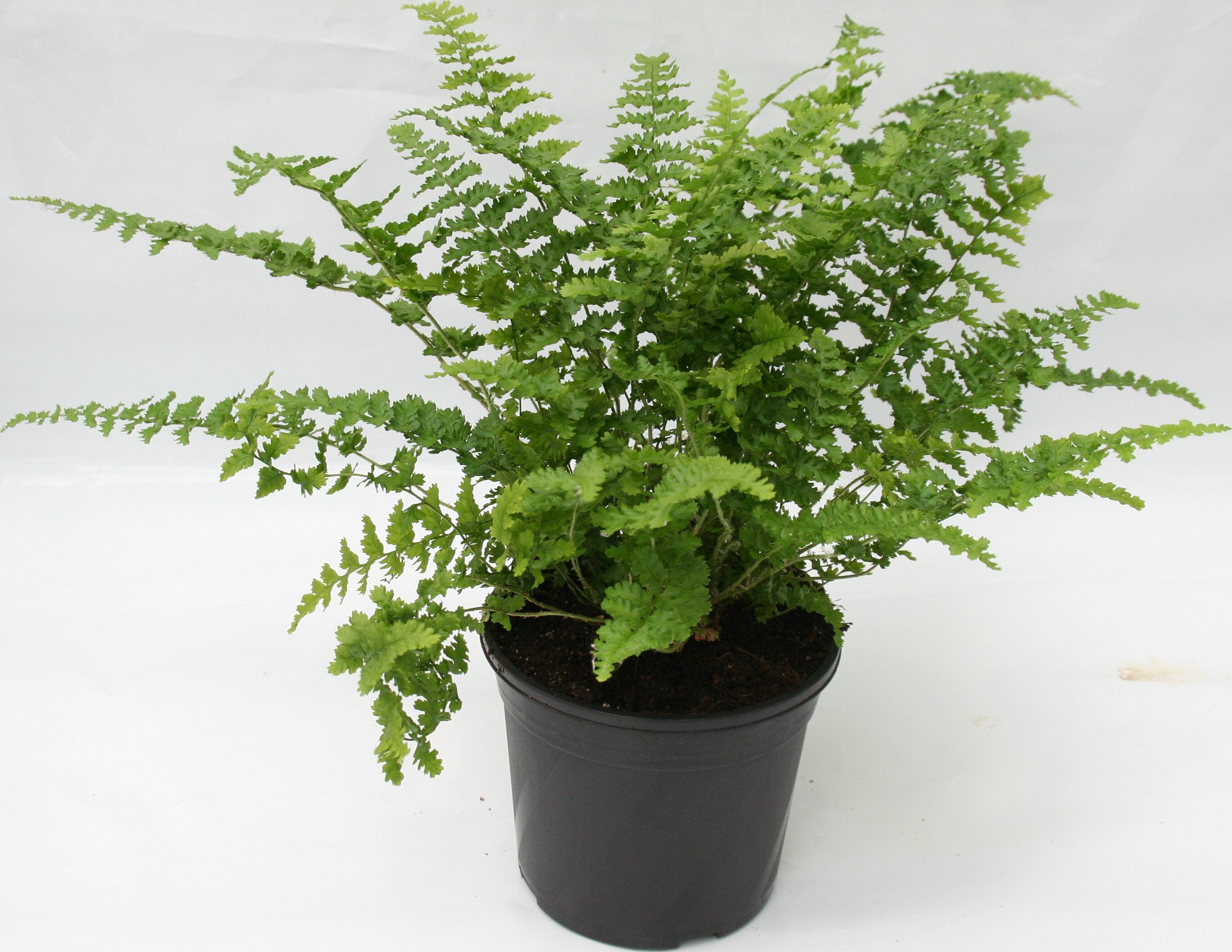 Fern, Male 'Barnesii' – Greenland Garden Centre