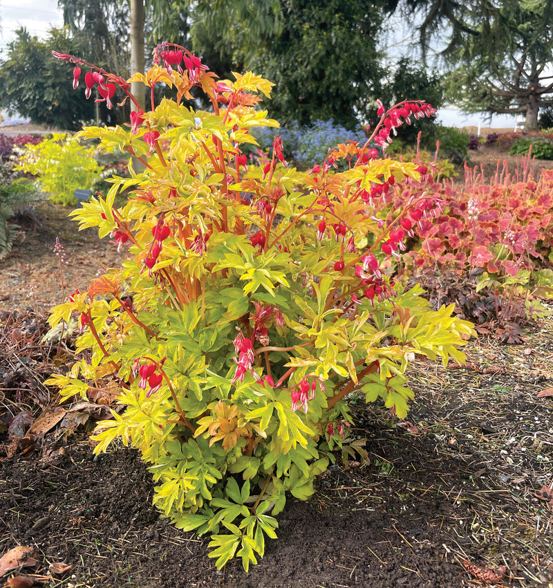 Bleeding Heart 'Ruby Gold' – Greenland Garden Centre