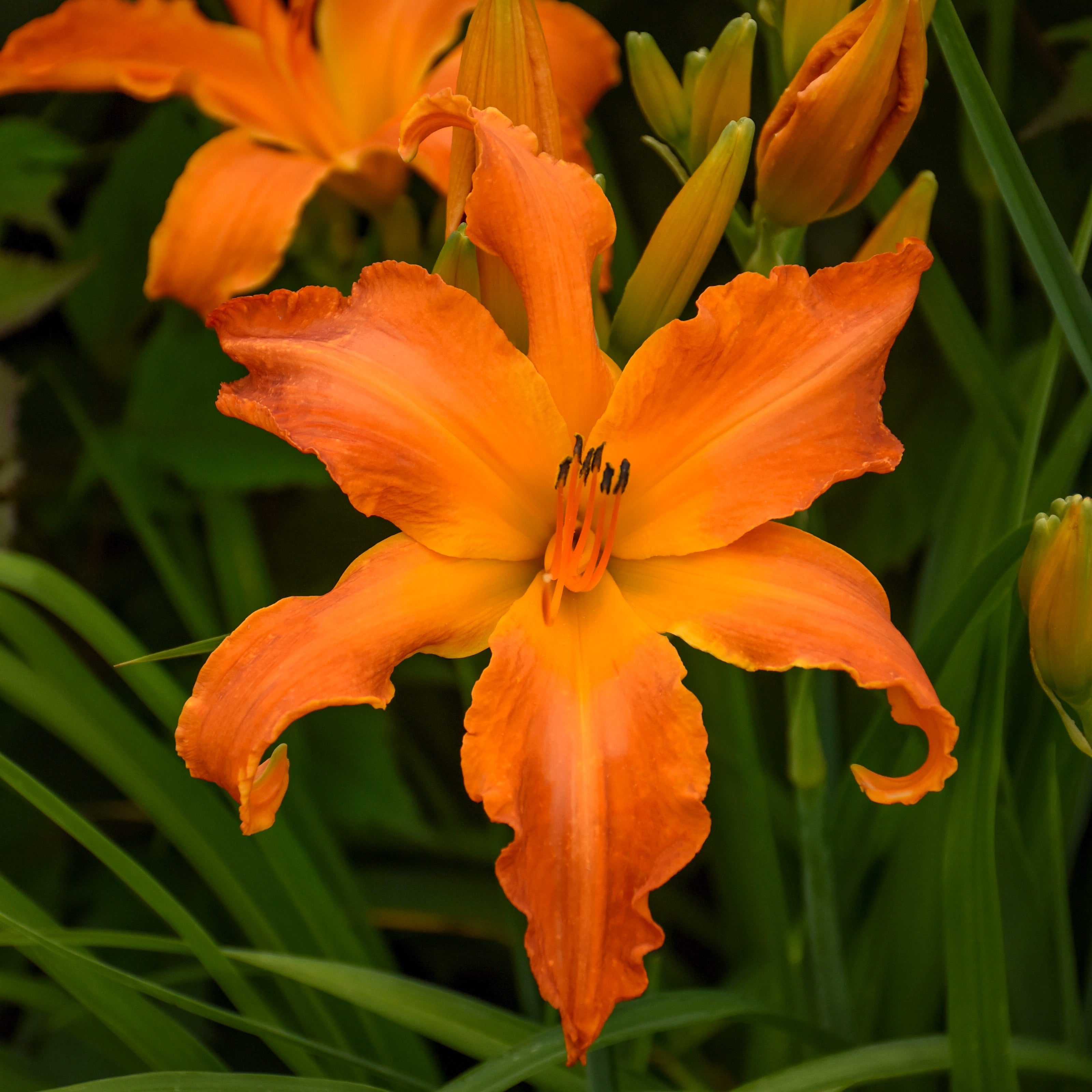 Daylily 'Primal Scream' – Greenland Garden Centre