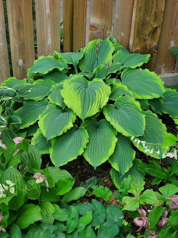 Hosta 'Spartacus' – Greenland Garden Centre